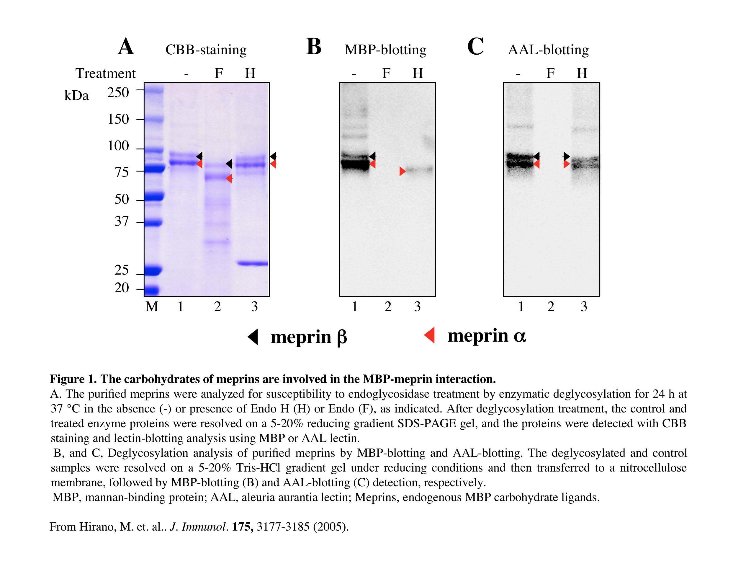 Eastern Blot Analysis